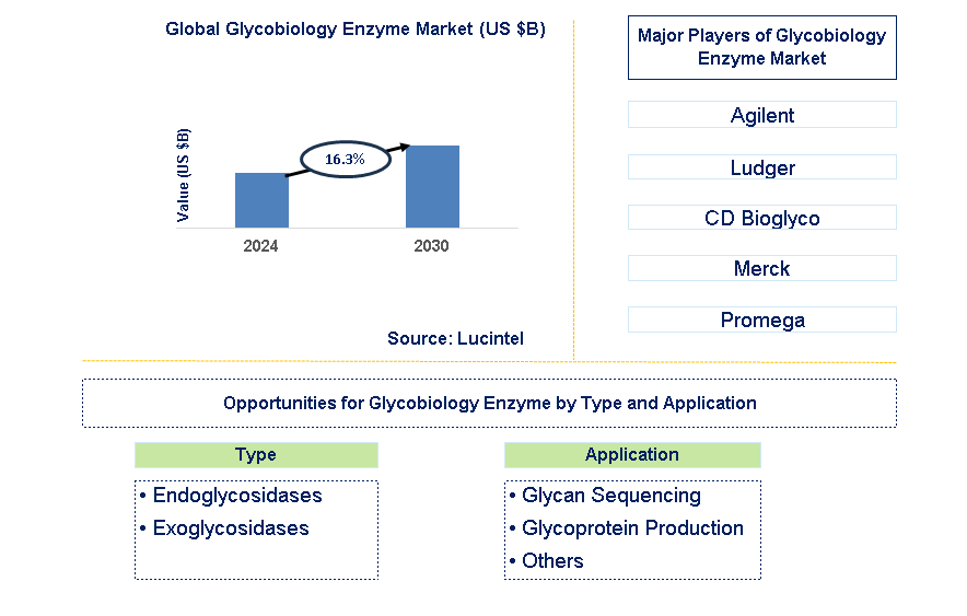 Glycobiology Enzyme Market Report: Trends, Forecast and Competitive ...